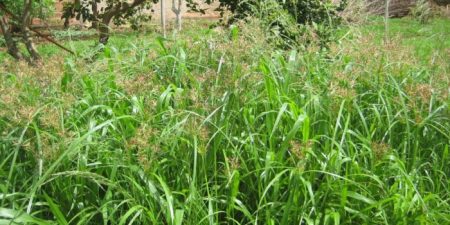 Você tem a erva daninha TIRIRICA no seu jardim? - Assim que Faz